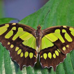 Über Uns – Lean FM